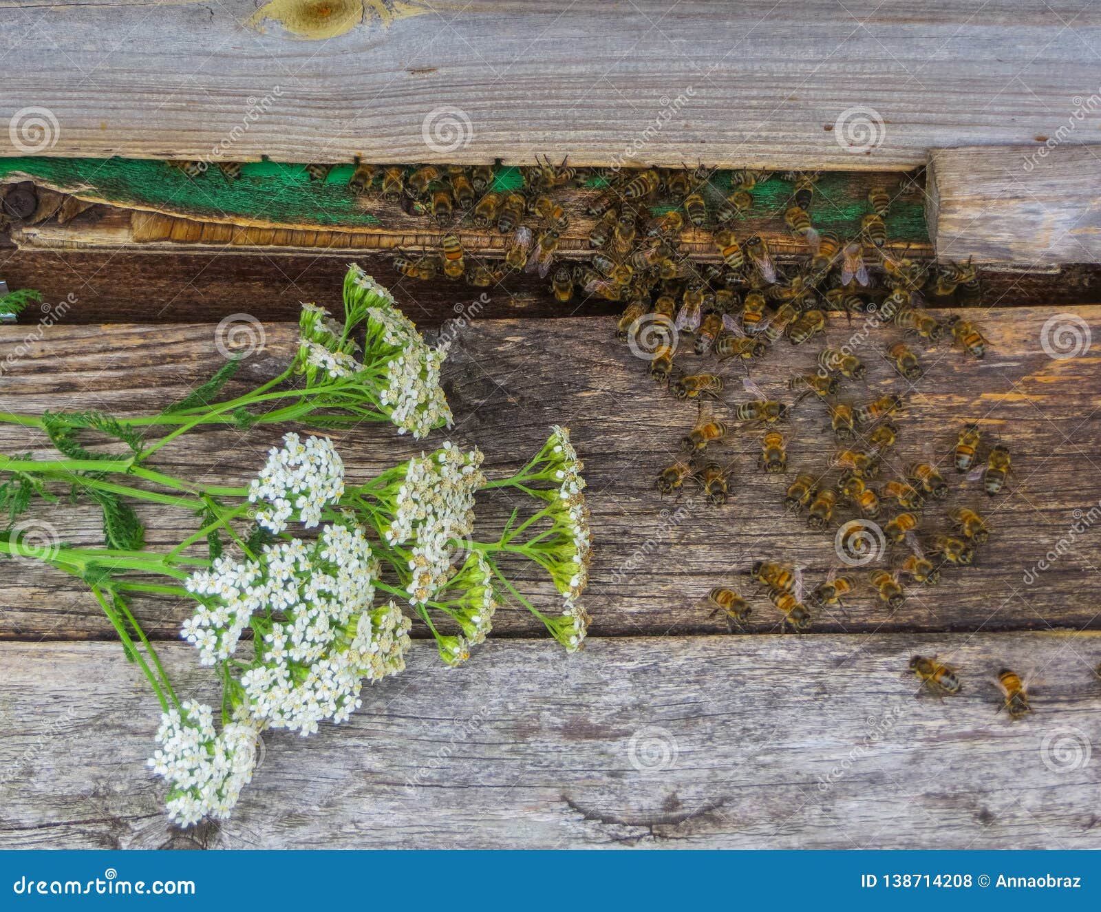 Bees in Gray Hives on a Sunny Day in the Garden Stock Photo - Image of ...