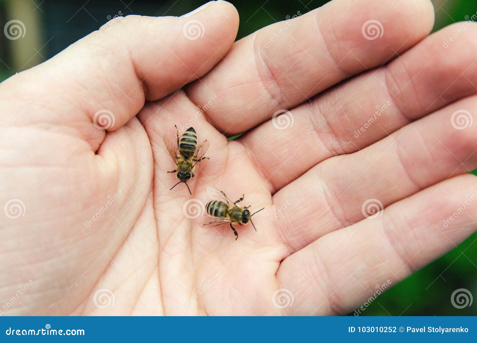 Bees on hand stock photo. Image of danger, beekeeper - 103010252