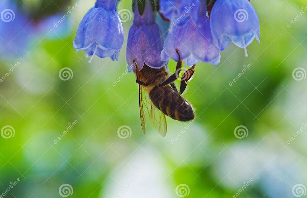 The Bees are Hanging on the Flower Stock Image - Image of hanging, purple: 247404037