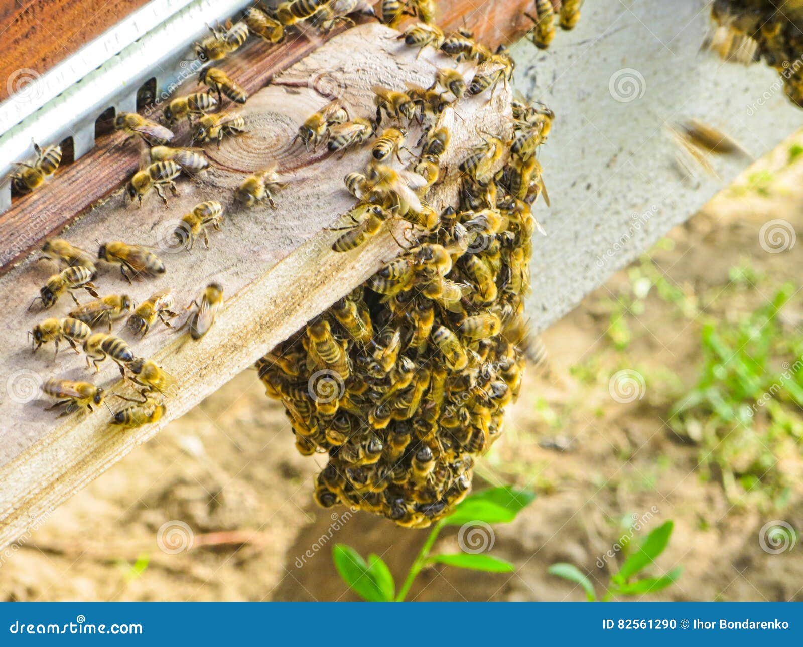 Bees Hanging from Hive in Hot Weather Stock Photo - Image of background ...