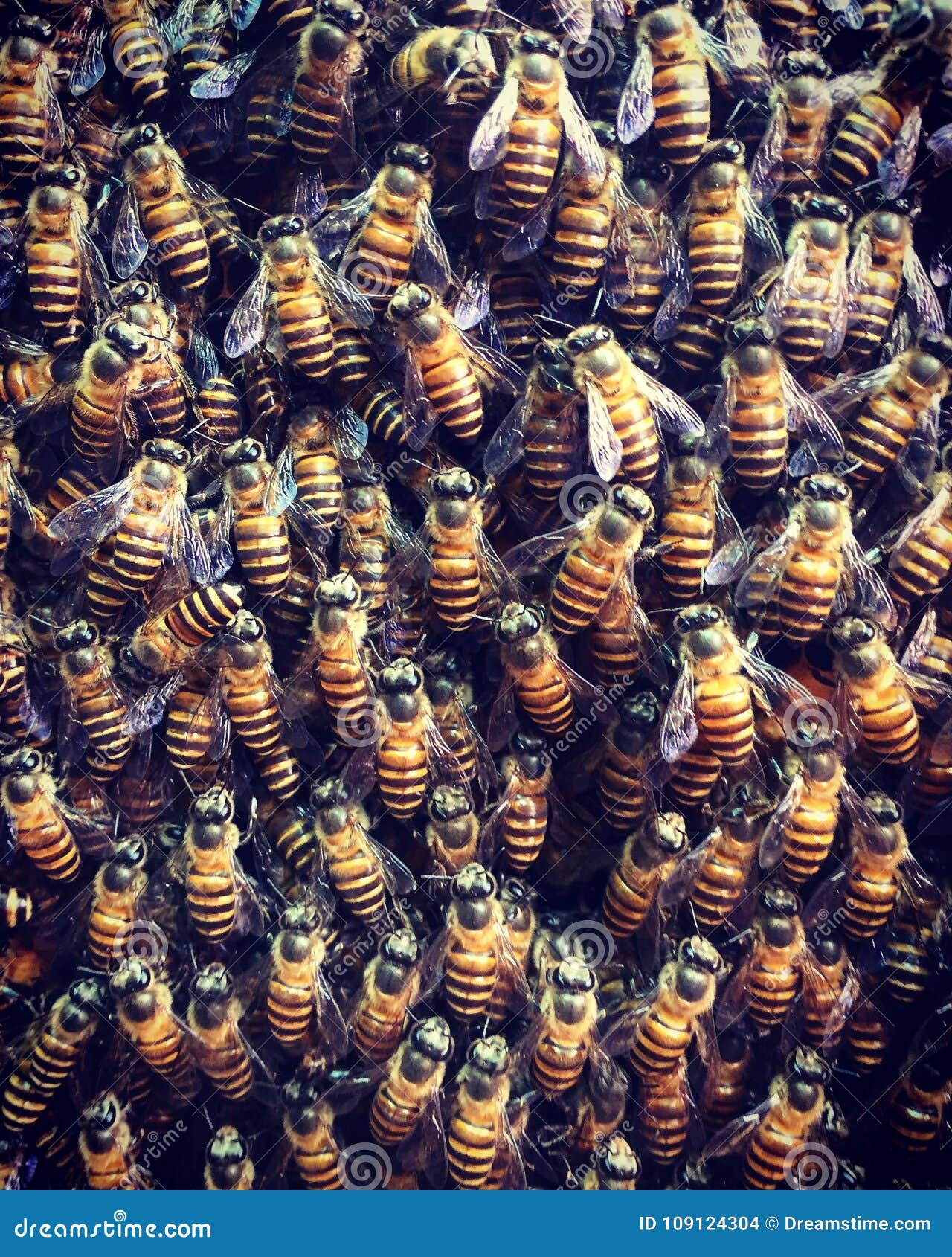 Bees having fun stock photo. Image of roots, natural - 109124304