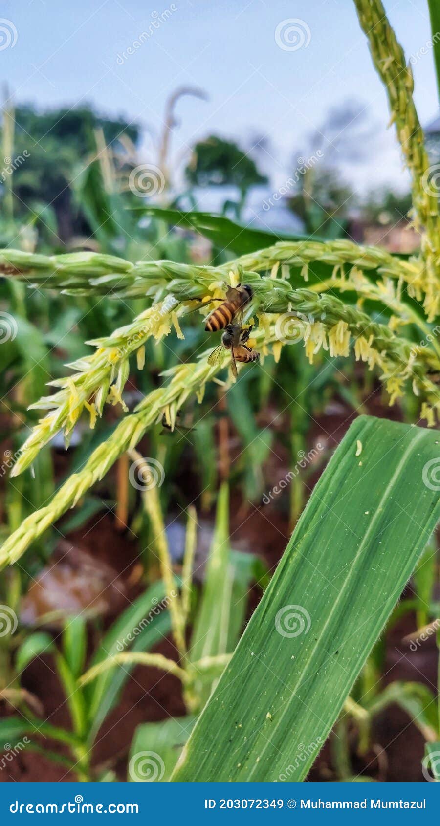 Maize Flower Royalty-Free Stock Photo | CartoonDealer.com #43474995
