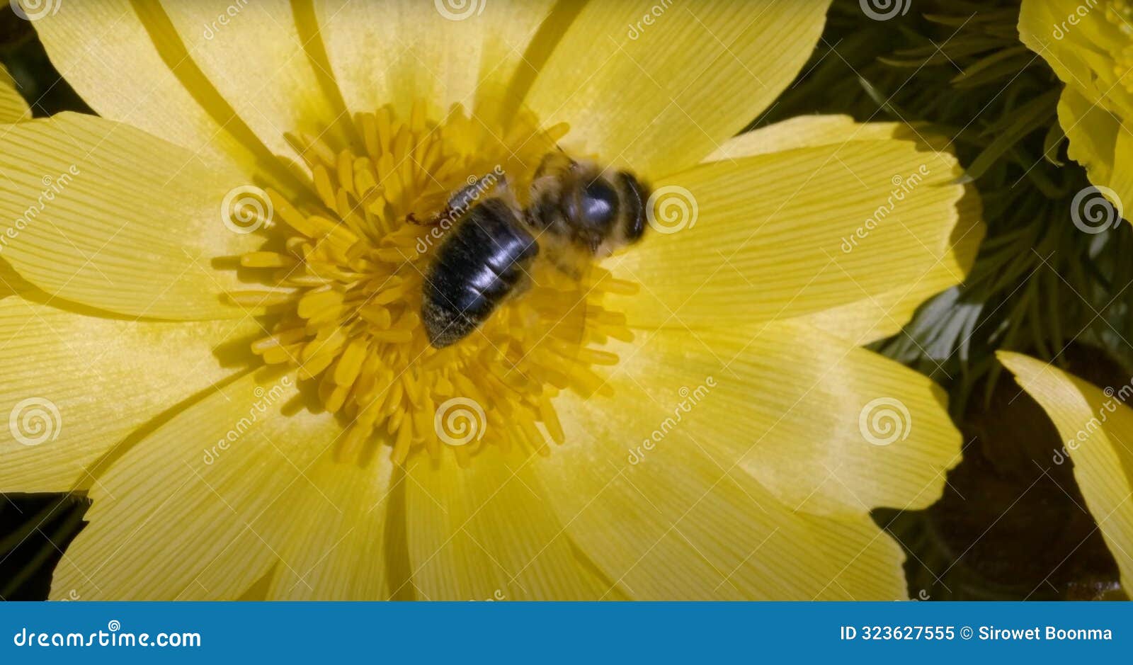 Bees Help Pollinate Flowers. Stock Image - Image of small, beetle ...