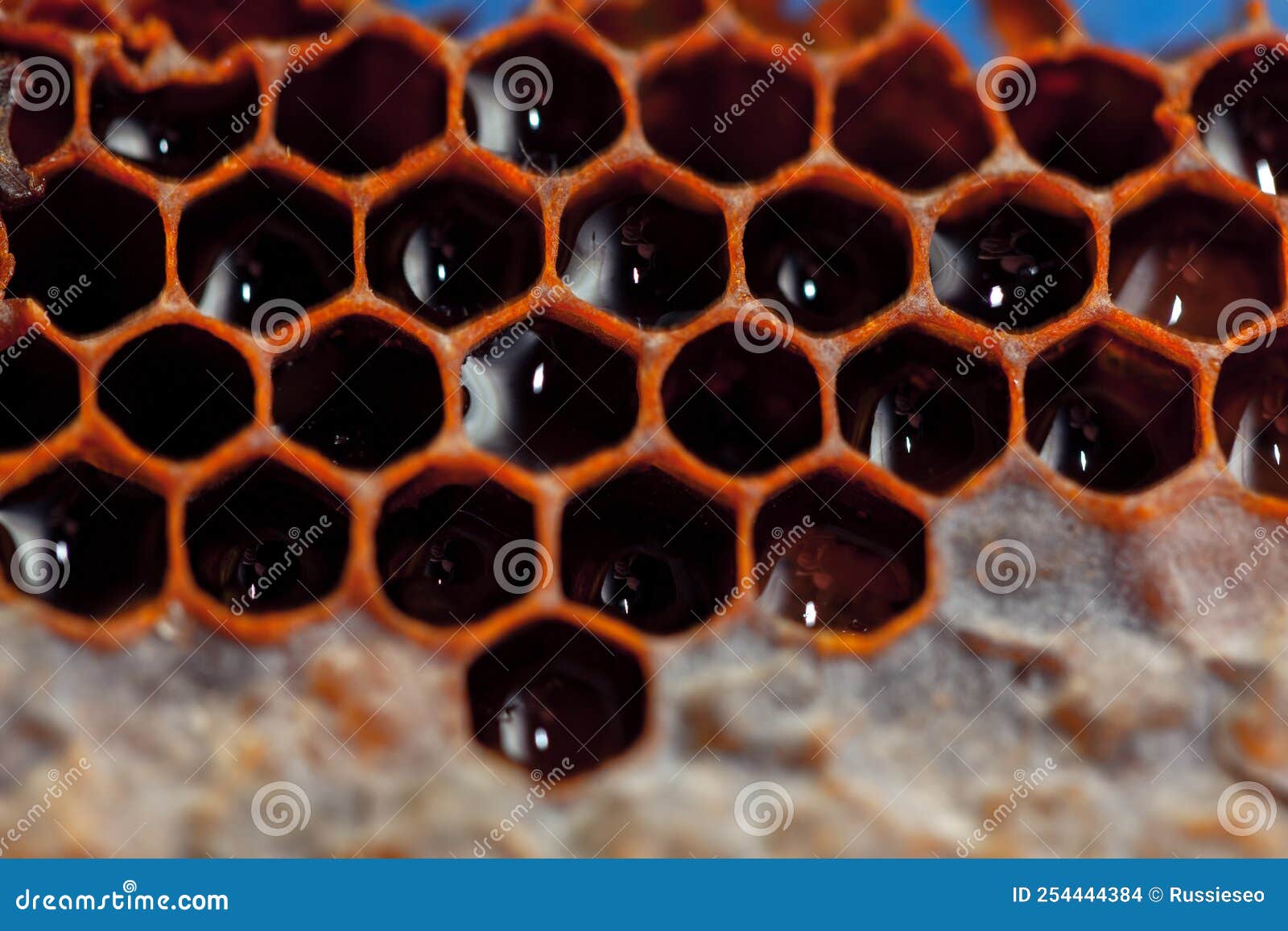 Bees Hexagons stock photo. Image of insect, nest, bees - 254444384