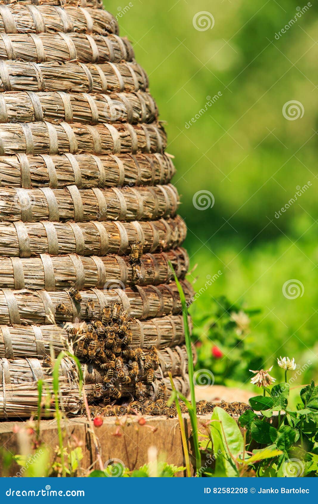 Bees in hey beehive stock photo. Image of mean, hive - 82582208