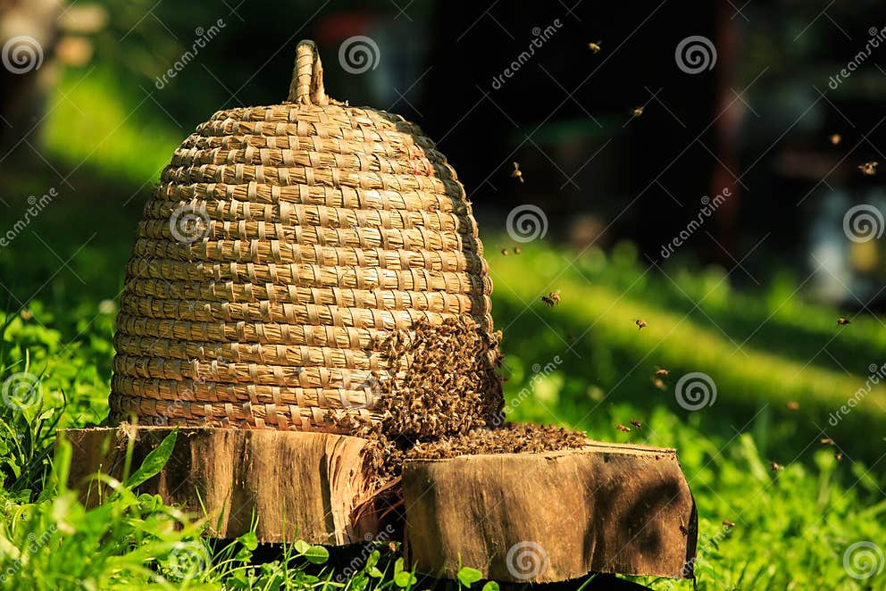 Bees in hey beehive stock image. Image of detail, macro - 82583695