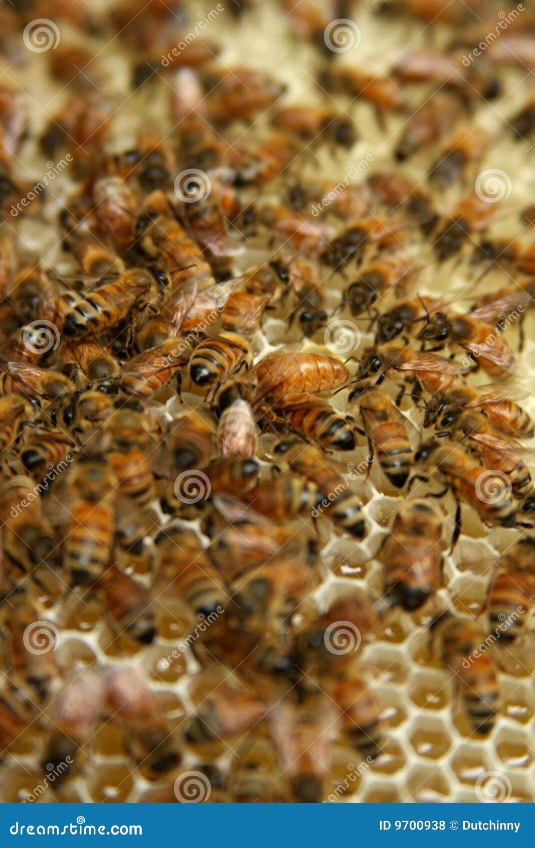 Bees on a hive stock photo. Image of honey, detail, queen - 9700938