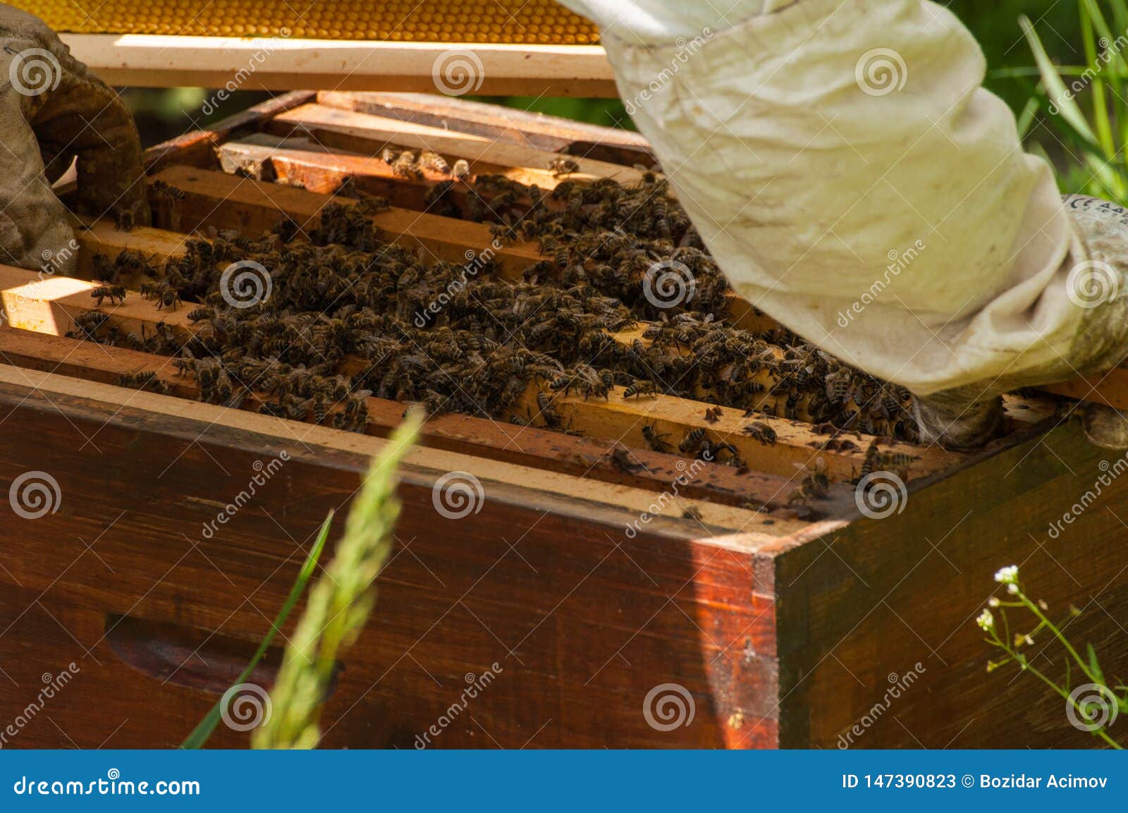 Bees in Hive.Apiary.Macro.Insect Stock Image - Image of honeyed, comb ...