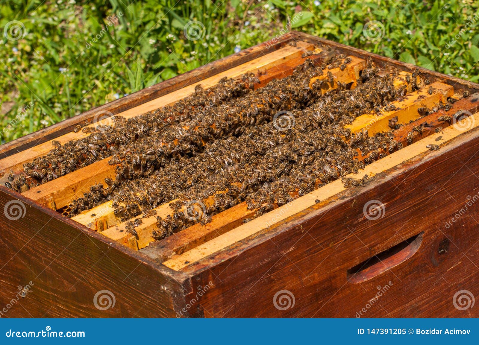 Bees in Hive.Apiary.Macro.Insect Stock Image - Image of macro, swarm ...