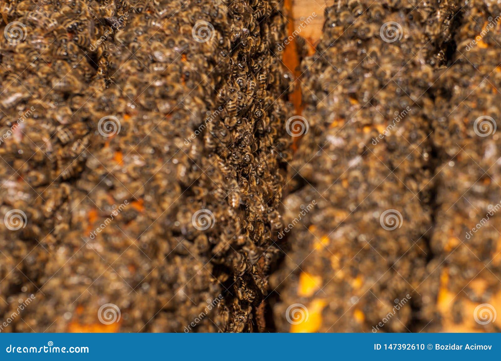 Bees in Hive.Apiary.Macro.Insect Stock Photo - Image of beeswax, comb ...