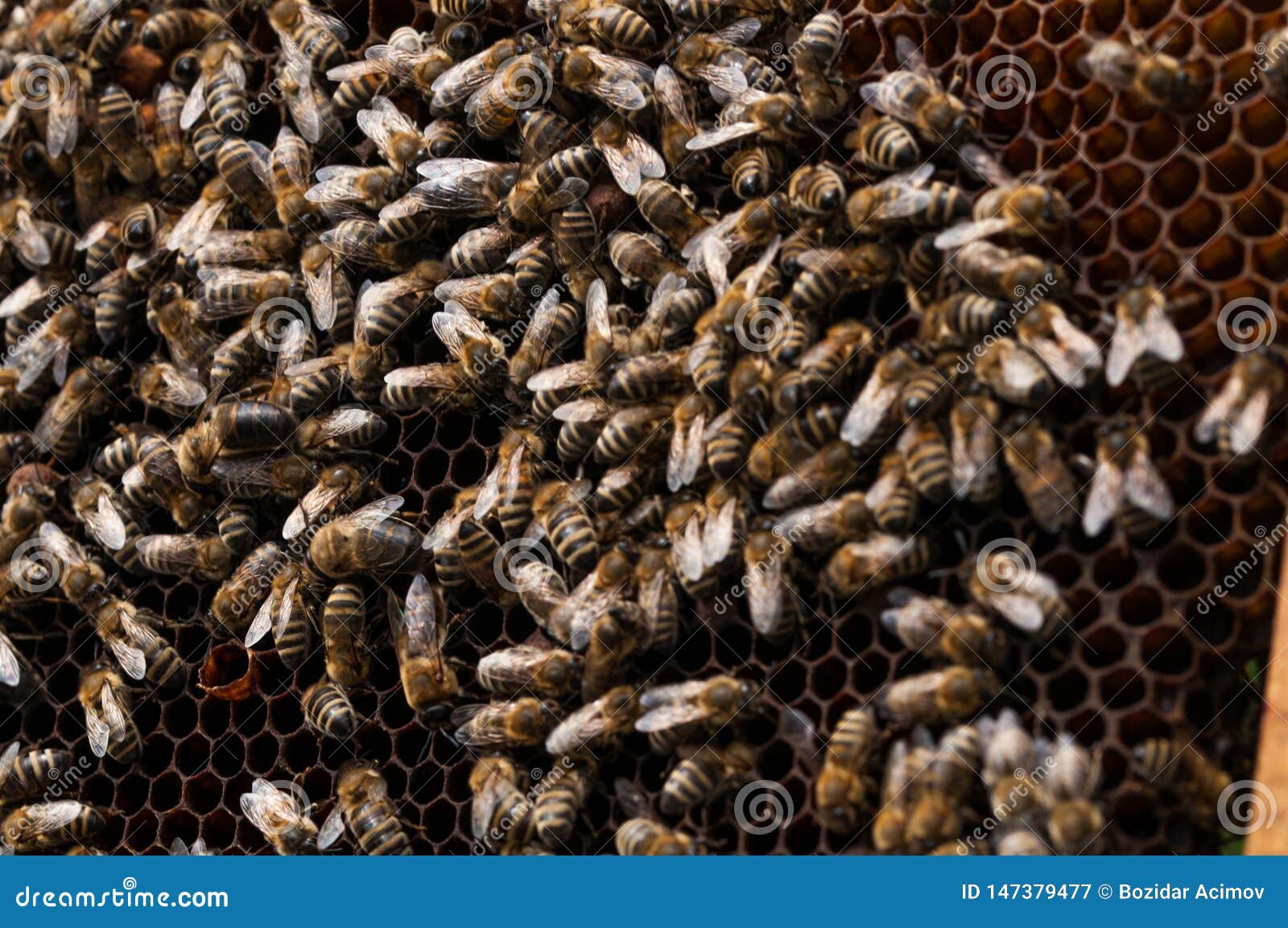 Bees in Hive.Apiary.Macro.Insect Stock Image - Image of honey, cell ...