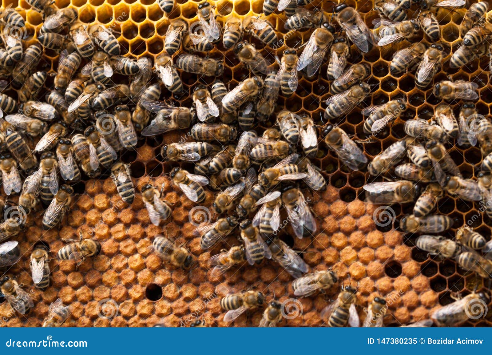 Bees in Hive.Apiary.Macro.Insect Stock Image - Image of pollination ...