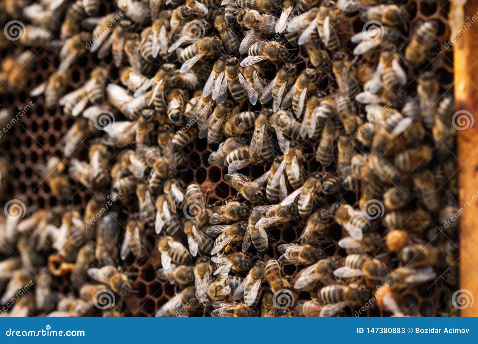 Bees in Hive.Apiary.Macro.Insect Stock Image - Image of pollen ...