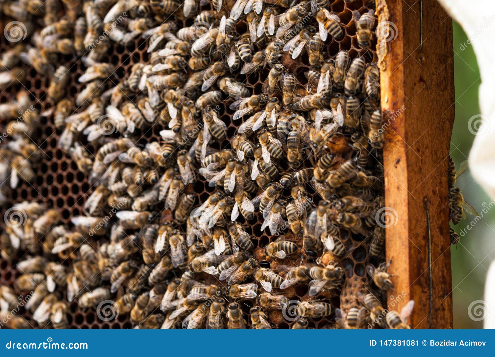 Bees in Hive.Apiary.Macro.Insect Stock Image - Image of sweet ...