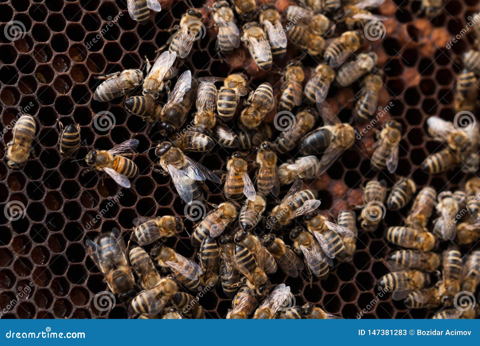 Bees in Hive.Apiary.Macro.Insect Stock Image - Image of worker ...