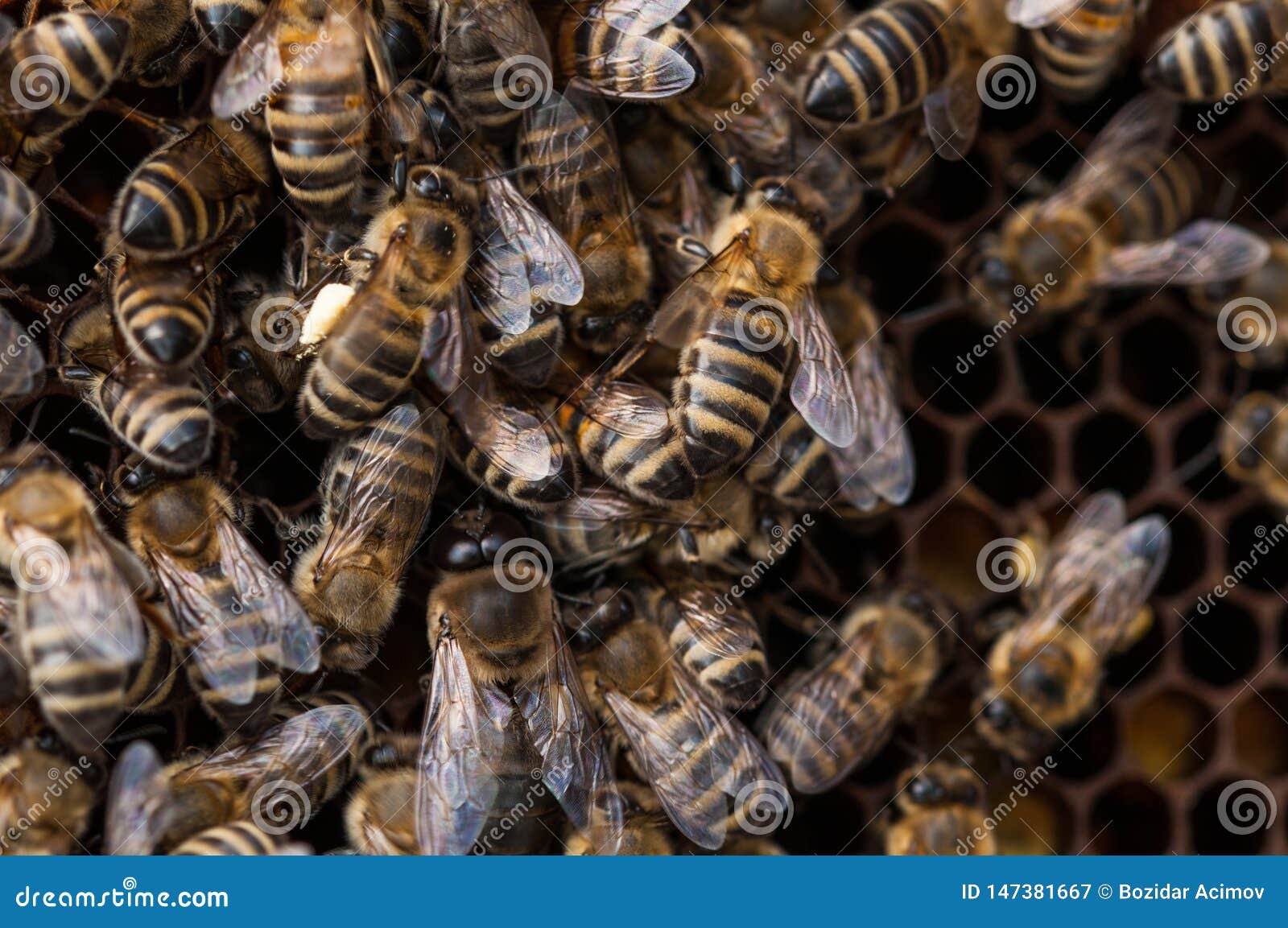 Bees in Hive.Apiary.Macro.Insect Stock Image - Image of macro, cell ...
