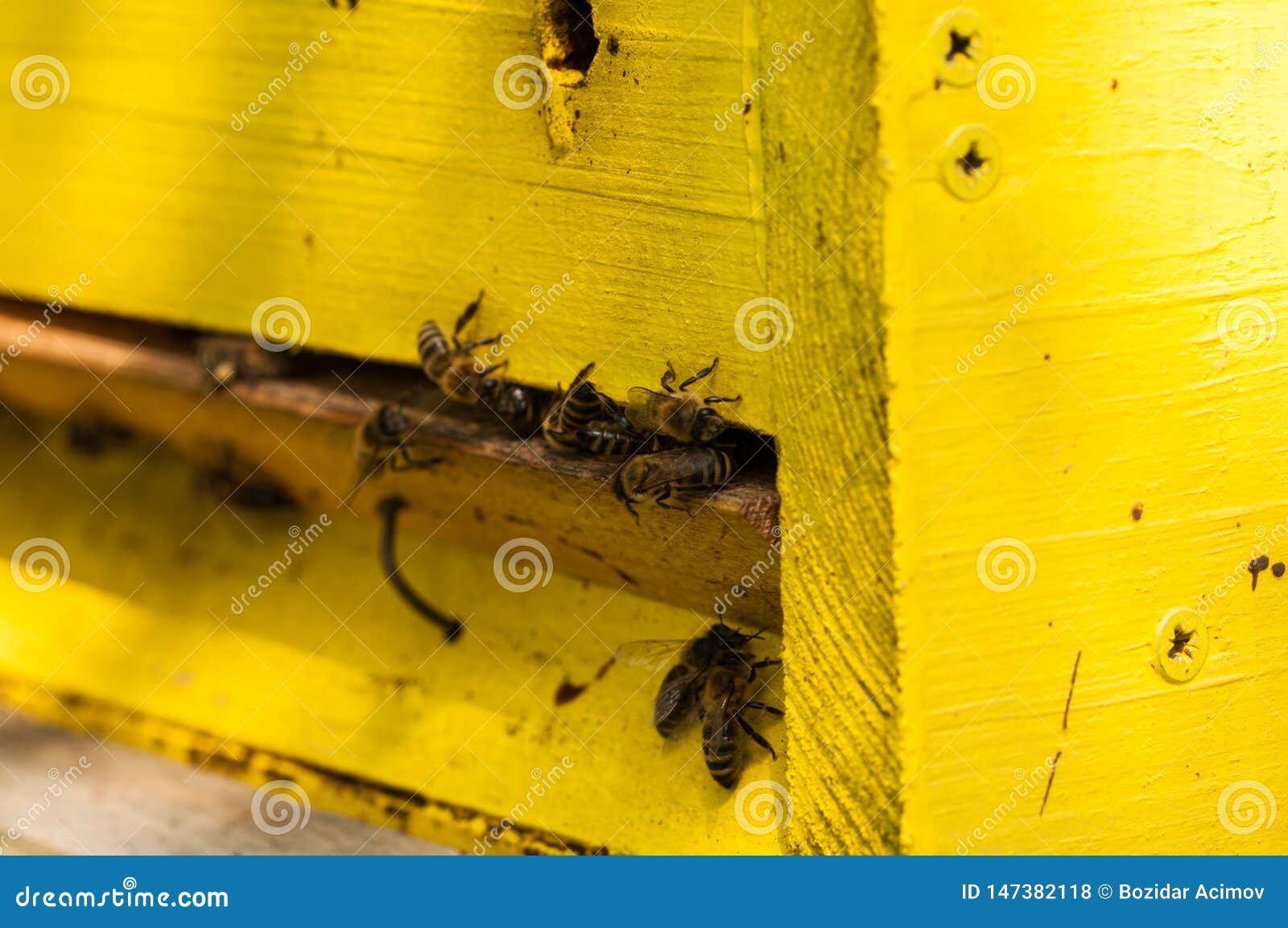 Bees in Hive.Apiary.Macro.Insect Stock Photo - Image of farm, insect ...