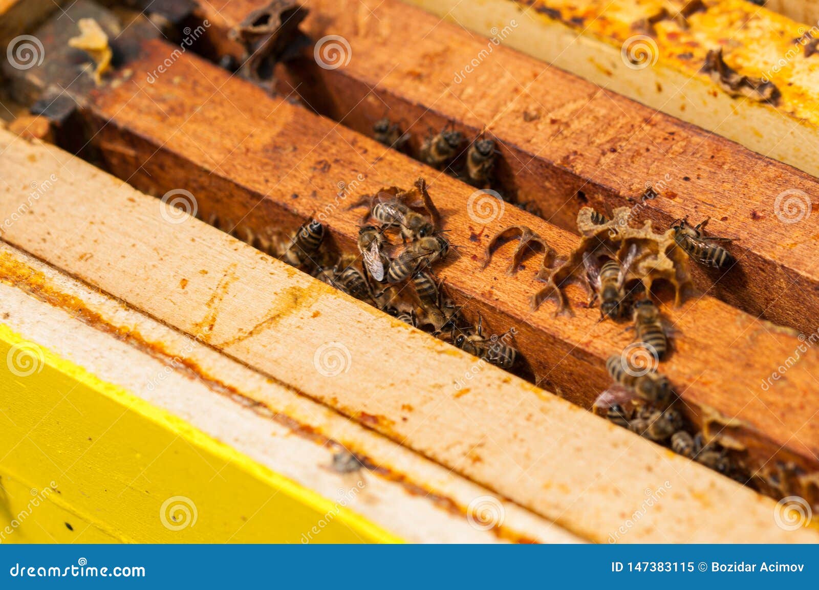 Bees in Hive.Apiary.Macro.Insect Stock Image - Image of macro ...