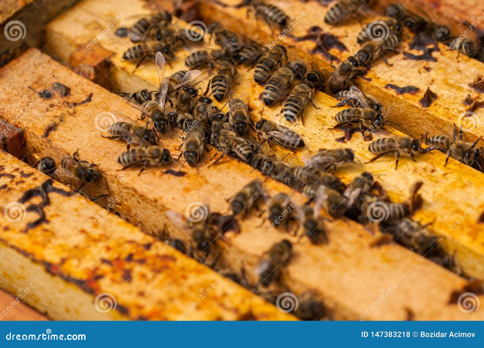 Bees in Hive.Apiary.Macro.Insect Stock Photo - Image of apis, colony ...