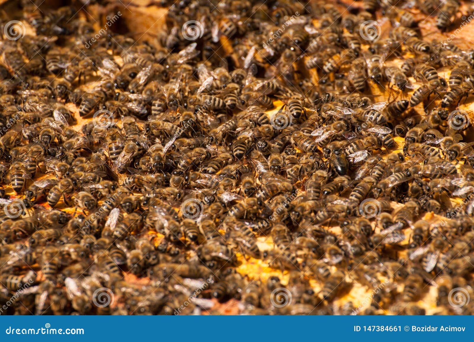 Bees in Hive.Apiary.Macro.Insect Stock Image - Image of sweet, pollen ...