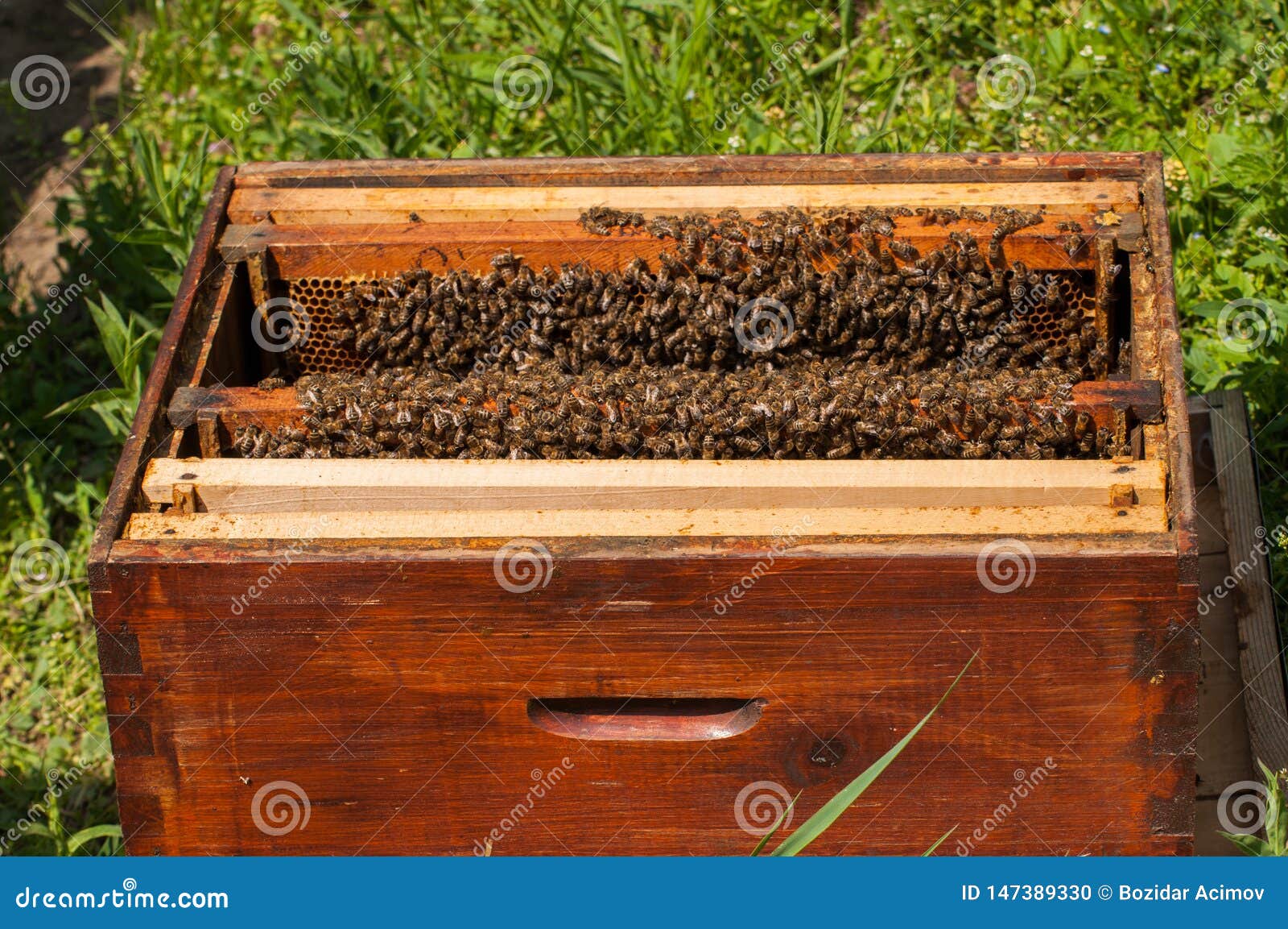 Bees in Hive.Apiary.Macro.Insect Stock Photo - Image of closeup ...