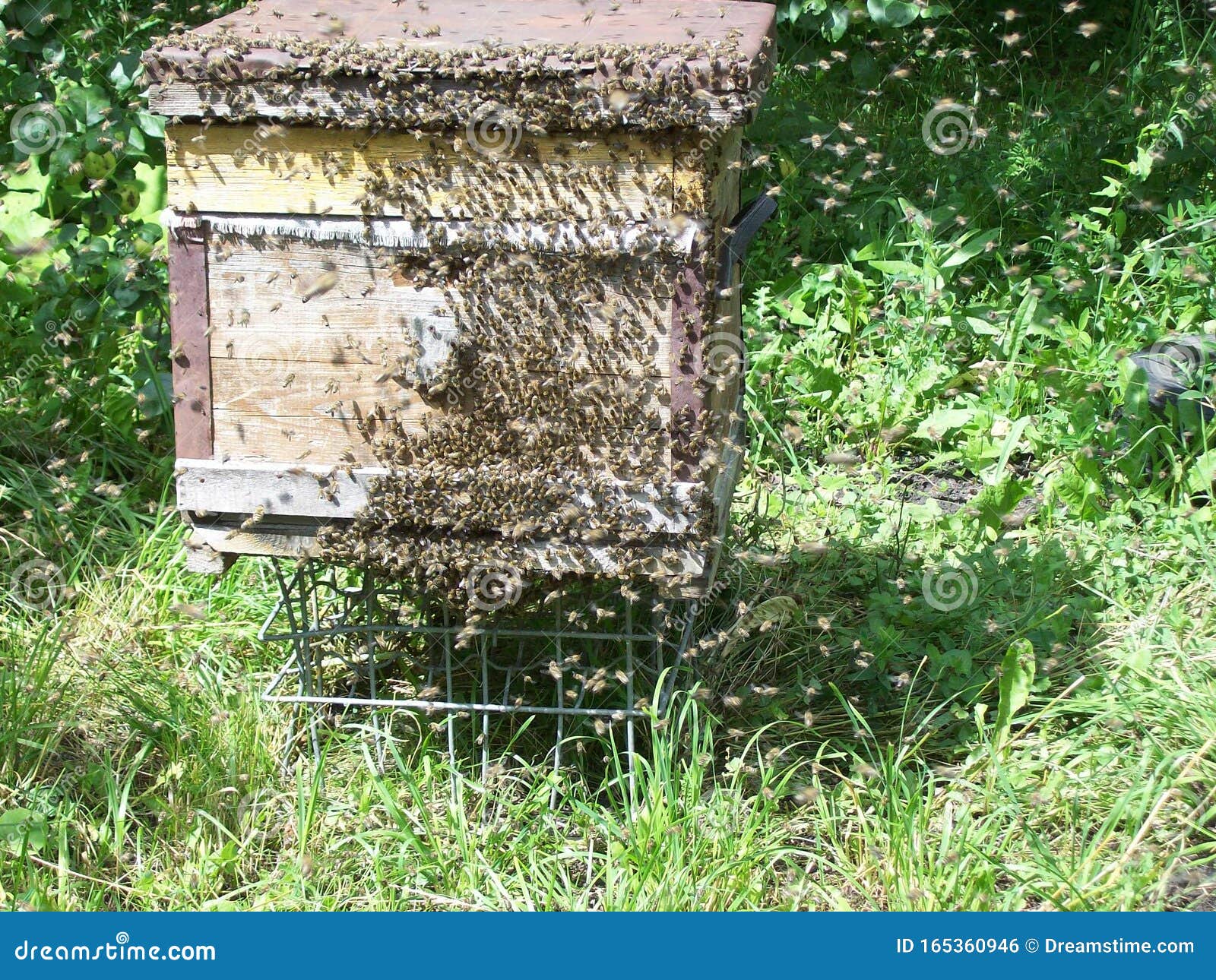 Bees on the Hive, Attack Bees Stock Photo - Image of bees, camp: 165360946