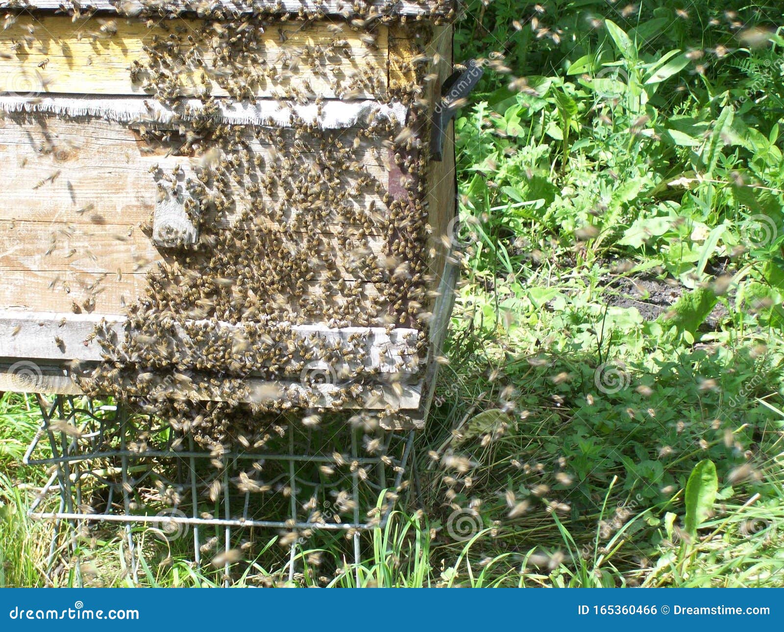 Bees on the Hive, Attack Bees Stock Photo - Image of bees, away: 165360466
