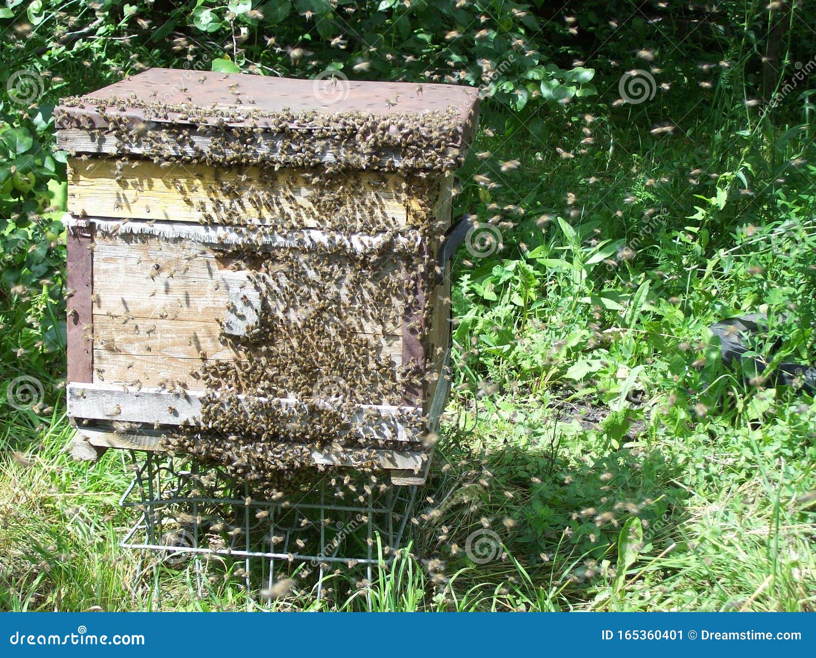 Bees on the Hive, Attack Bees Stock Image - Image of cloudy, major ...