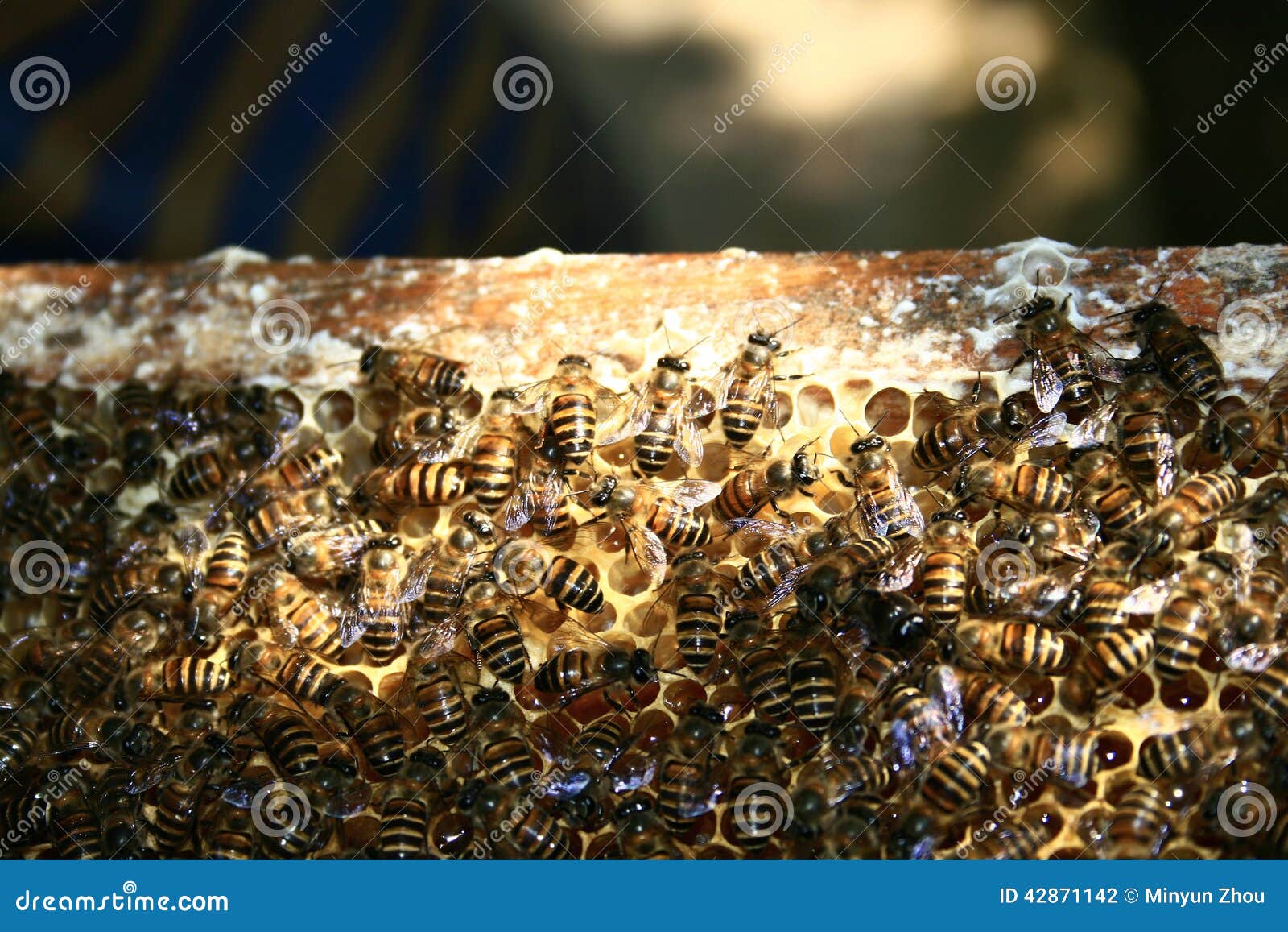 Bees on the hive stock photo. Image of buzz, natural - 42871142