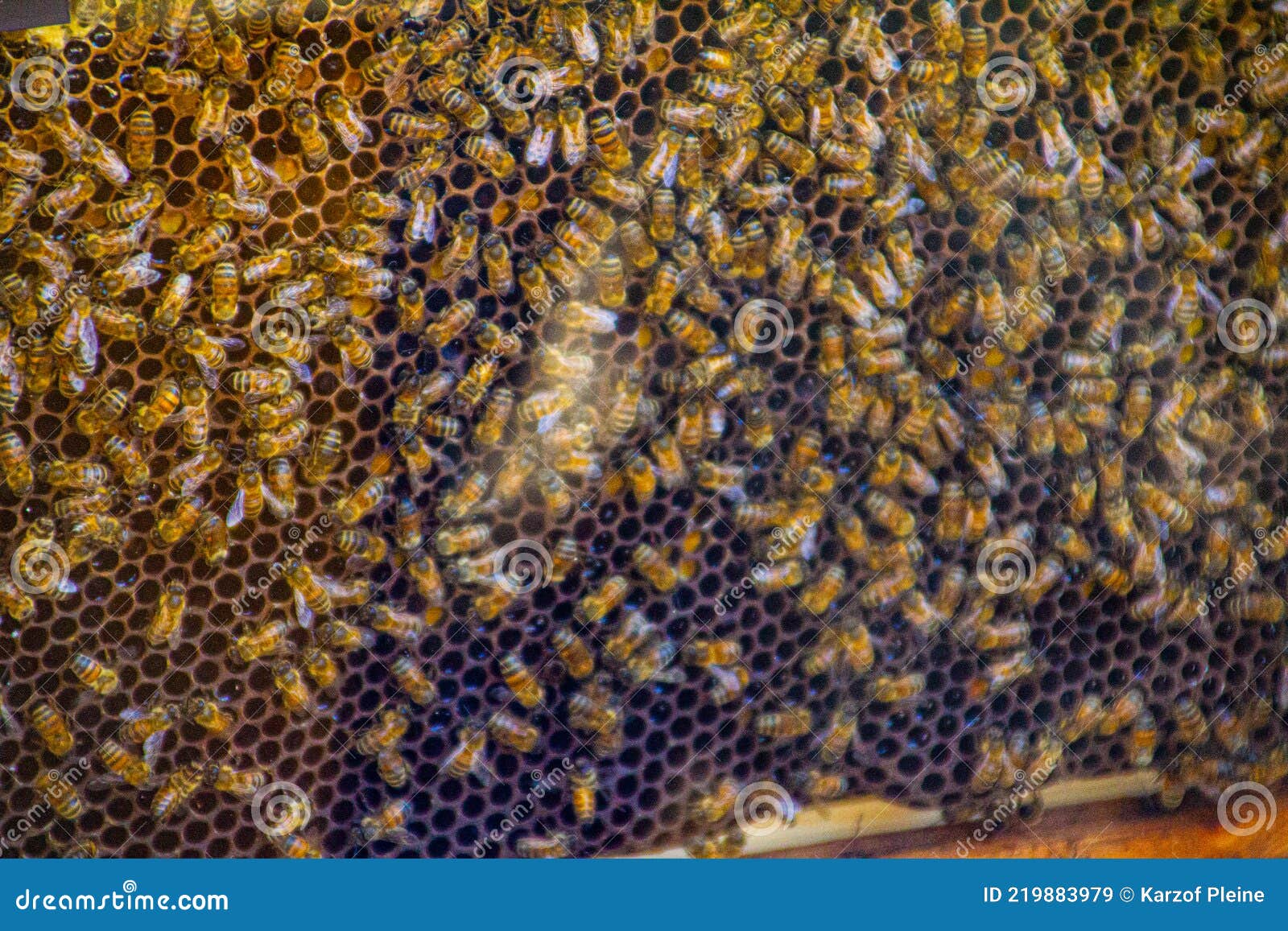 Bees in Hive Behind Transparent Glass Stock Image - Image of honey ...