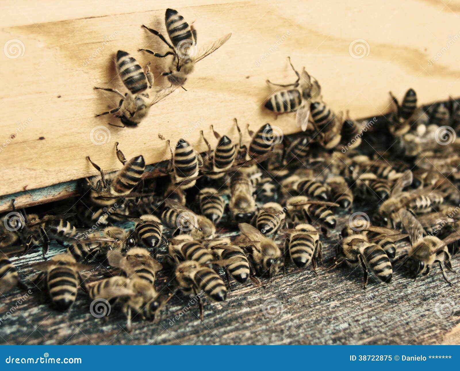 Bees hive stock image. Image of pollinate, collect, nature - 38722875