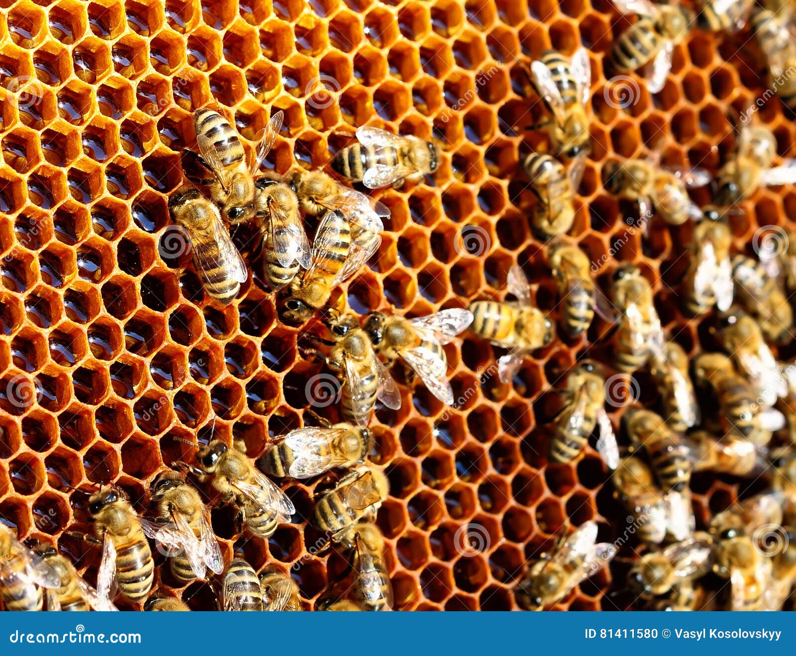 Bees in the Hive Convert Nectar To Honey. Apiculture Stock Photo ...