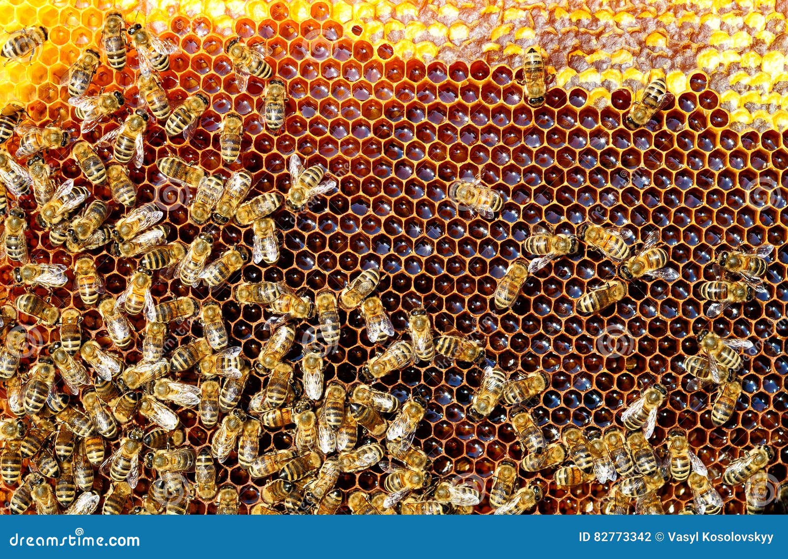 Bees in the Hive Convert Nectar To Honey. Honeycomb Stock Photo - Image ...