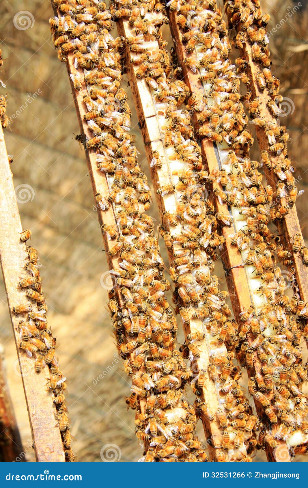 Bees on the hive stock photo. Image of larva, animal - 32531266