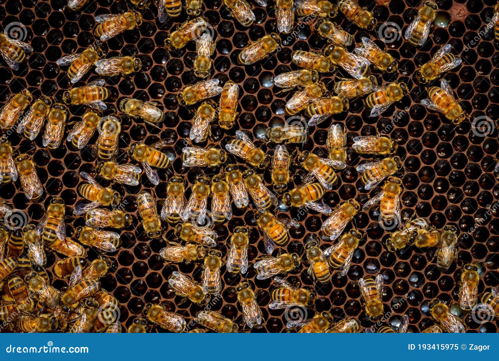 Bees in the hive stock image. Image of flying, details - 193415975