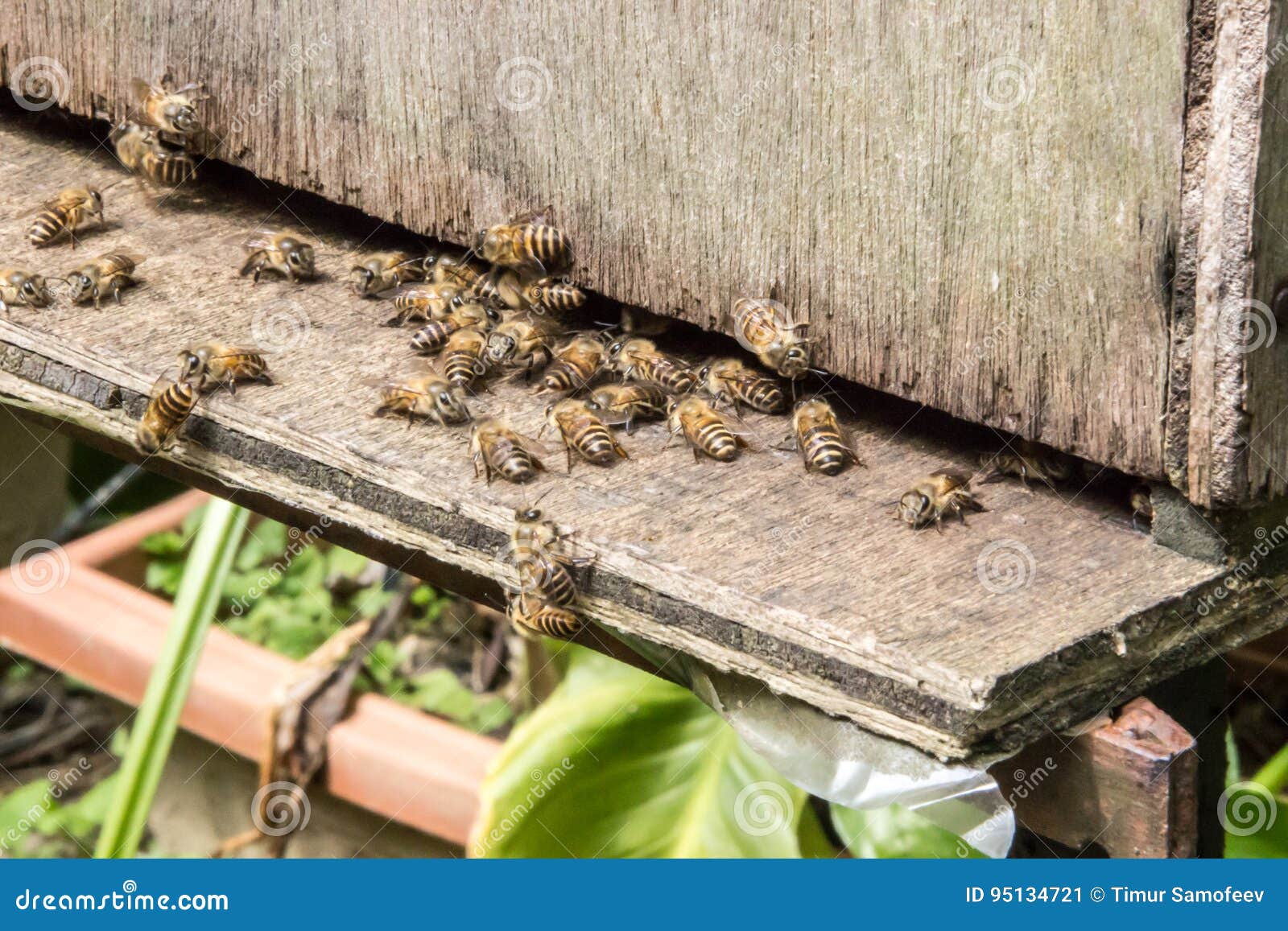 Bees in a hive flying stock image. Image of animals, apiculture - 95134721