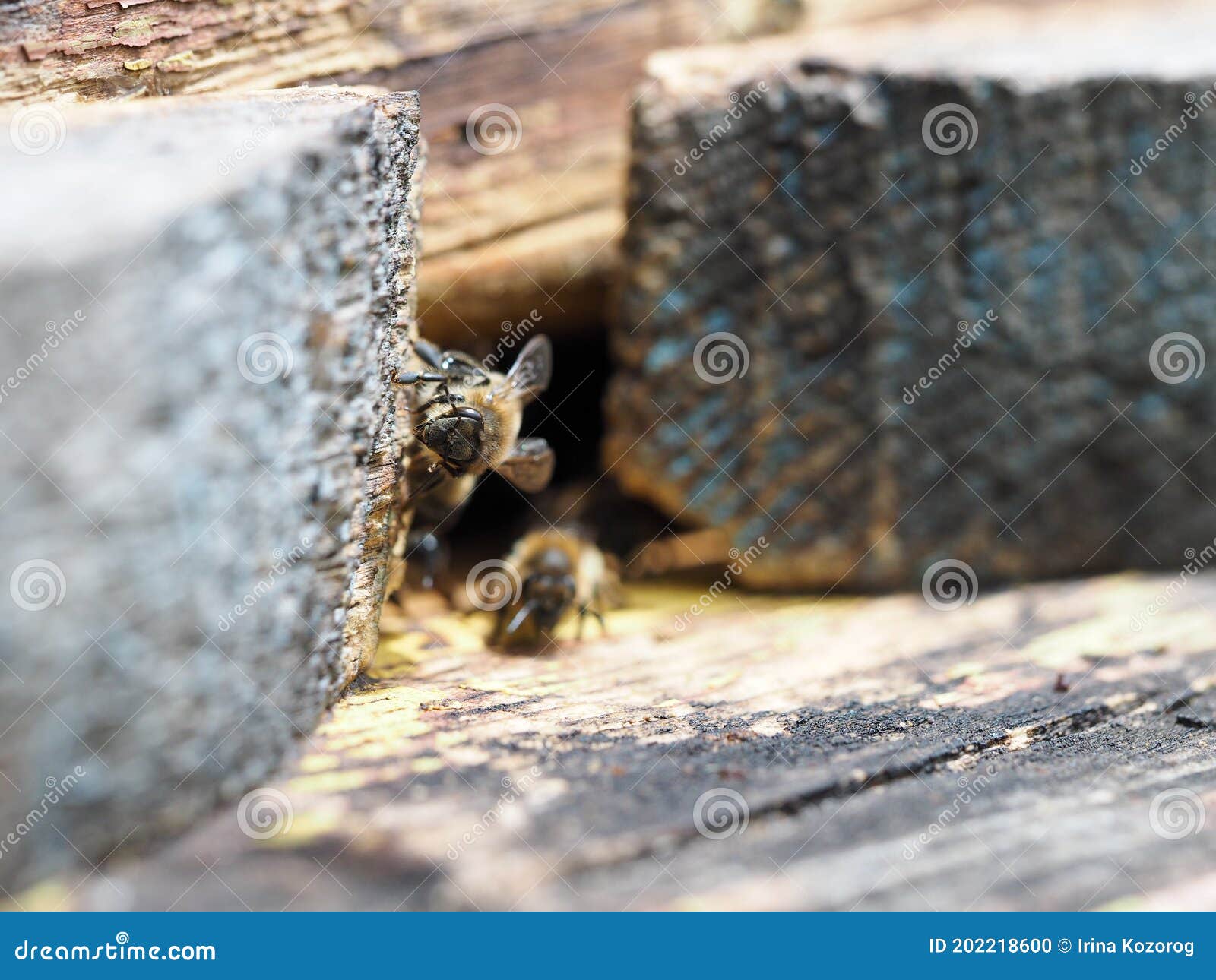 Bees in the hive gather stock photo. Image of animal - 202218600