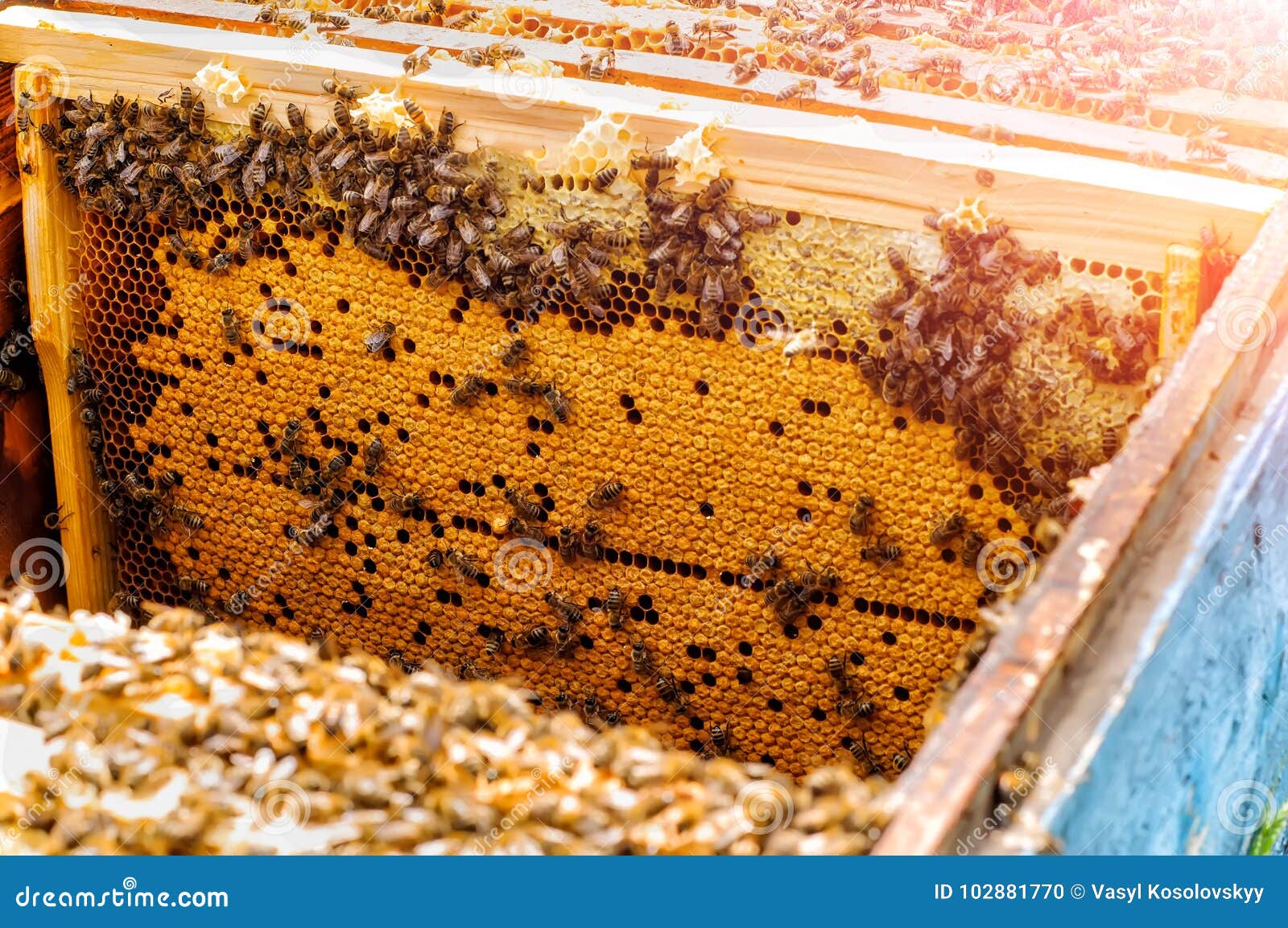 Bees in the Hive on the Honeycombs. Cell with Bee . Stock Photo - Image ...