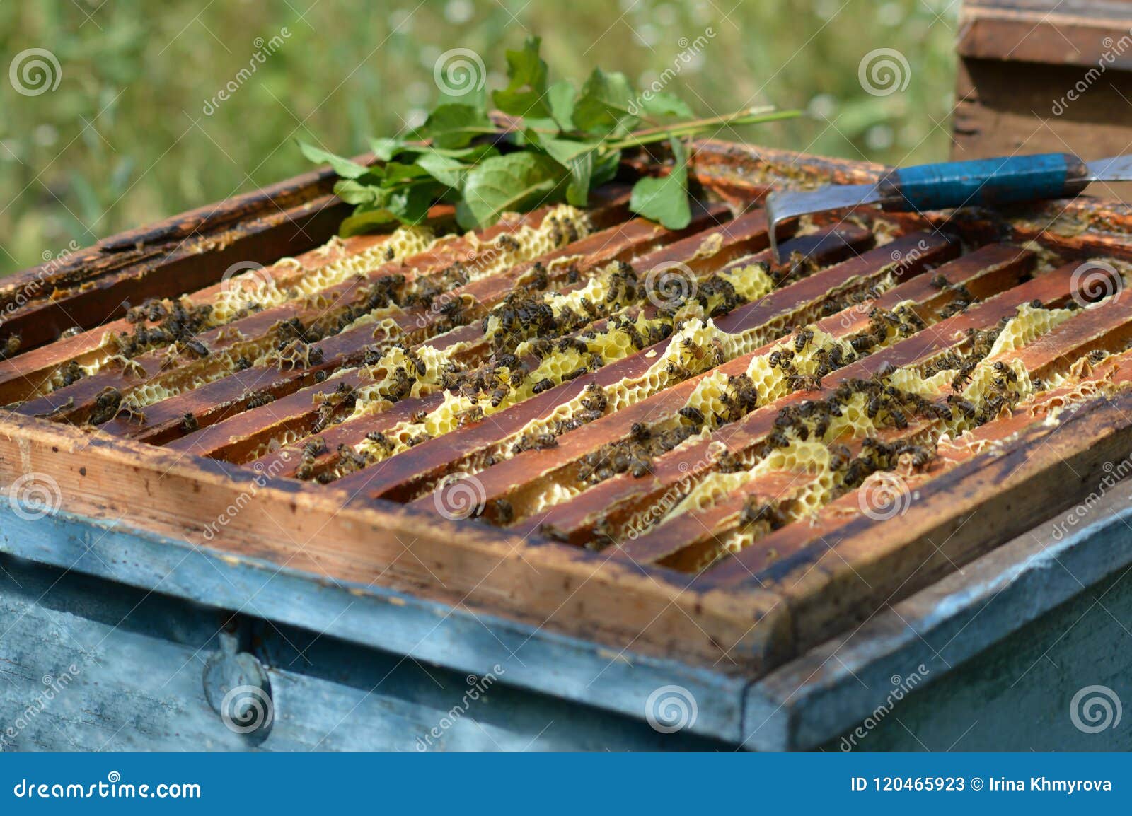 Bee Hive With A Womb, A Swarm Of Domestic Bees To Get Honey From ...