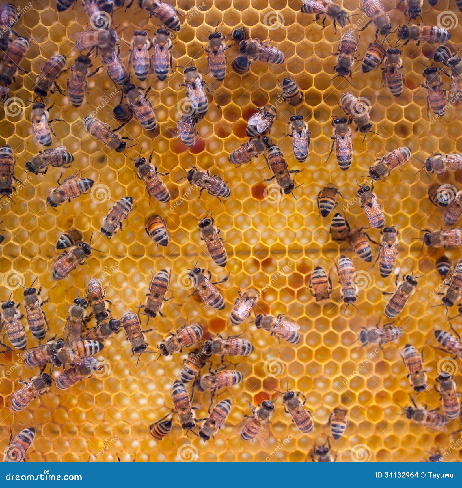 Bees on honey cell stock photo. Image of working, woods - 34132964