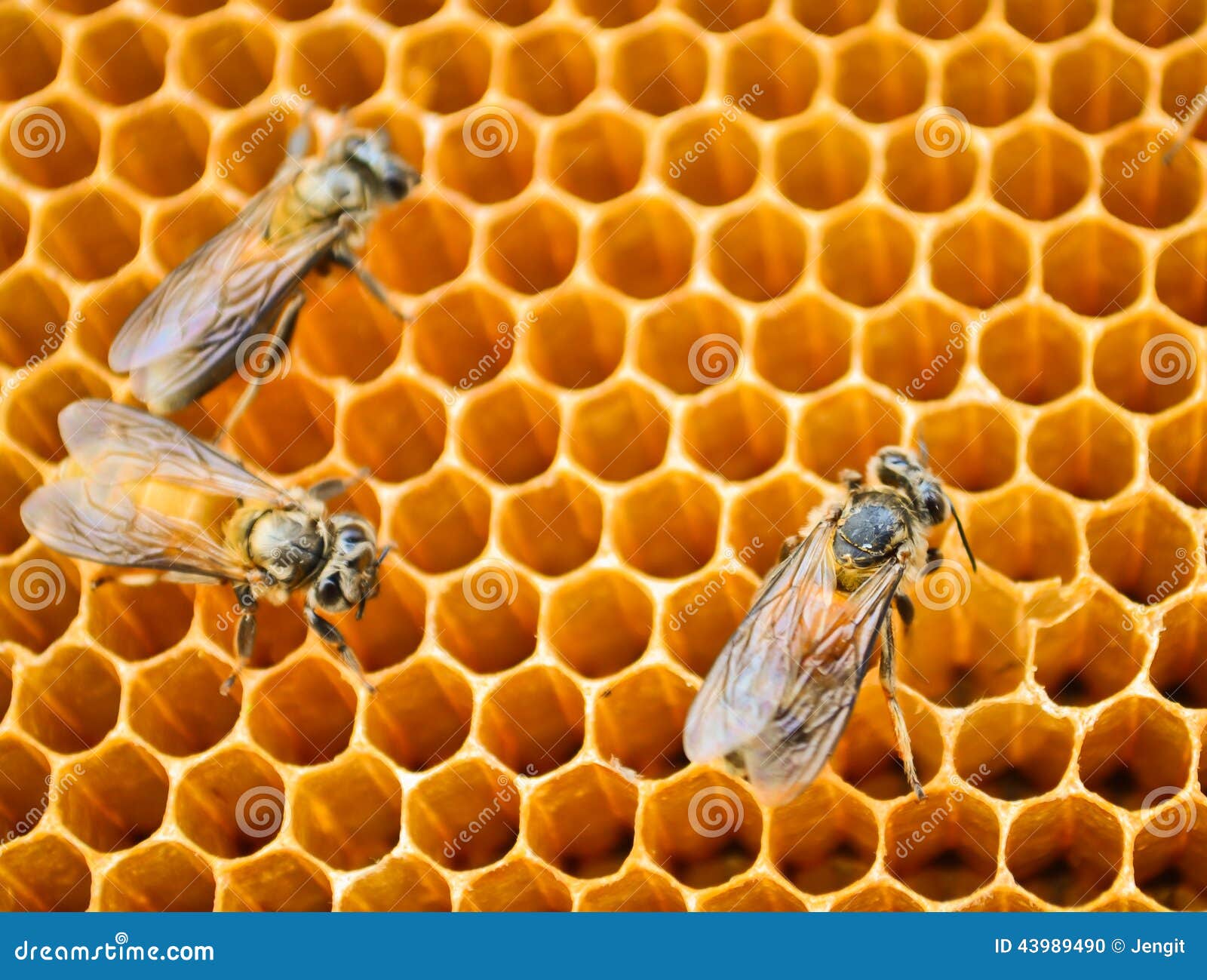 Bees honey cells stock photo. Image of beekeeper, nature - 43989490