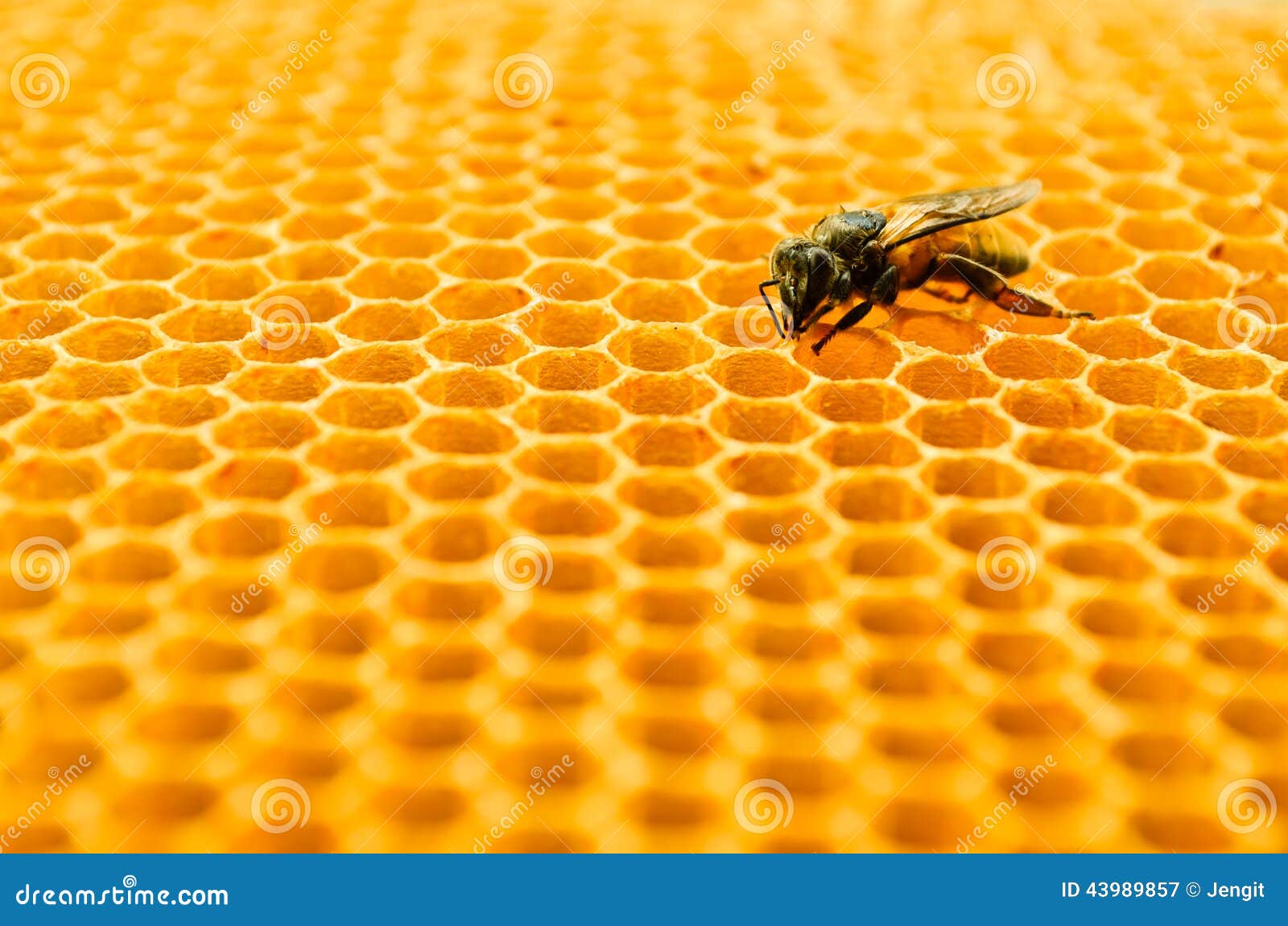Bees honey cells stock image. Image of apiary, nature - 43989857