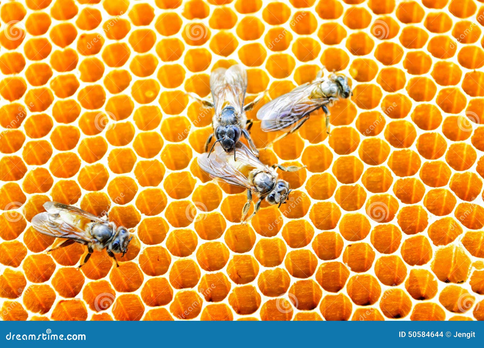 Bees honey cells stock photo. Image of busy, pattern - 50584644
