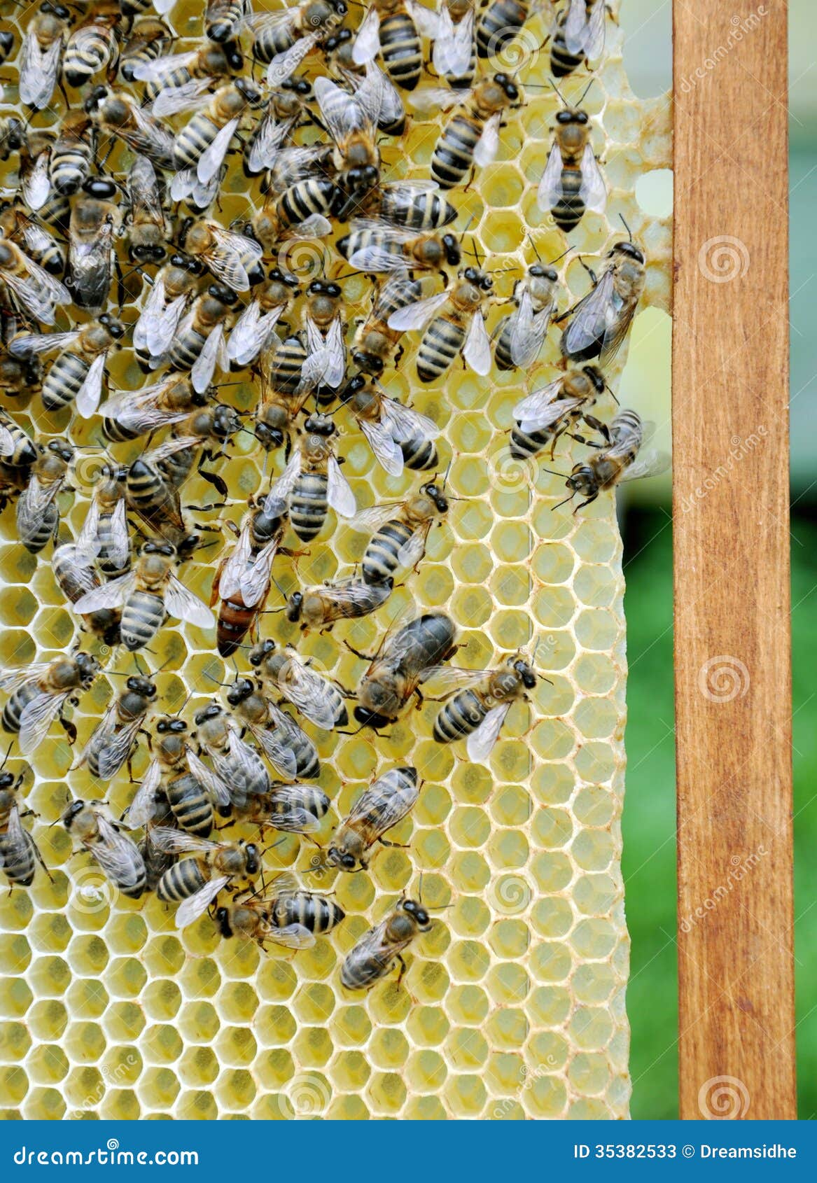 Bees on Honey Cells with the Queen Stock Image - Image of queen, farm ...