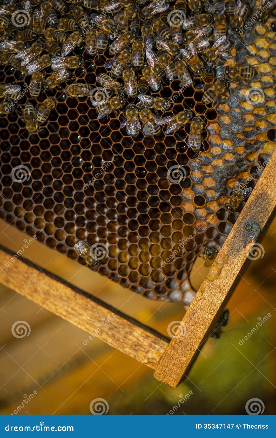 Bees on honey comb stock image. Image of apitoxin, swarm - 35347147
