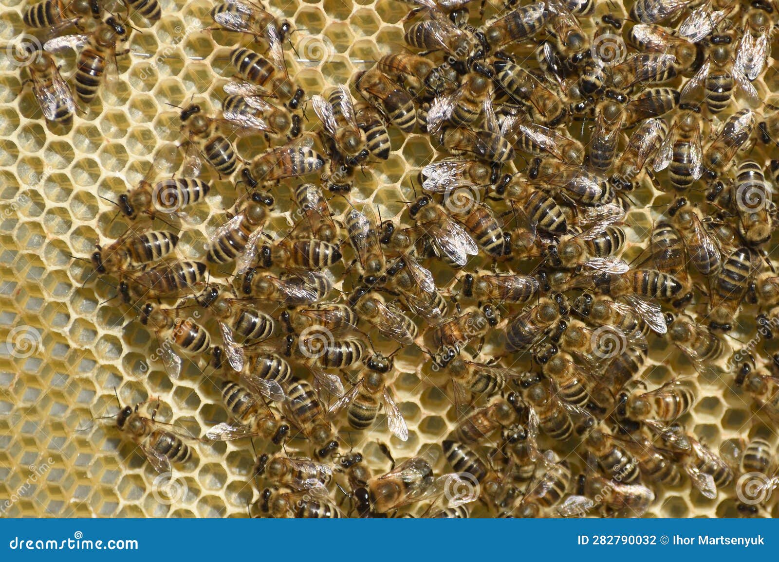 Bees on a Honey Frame. Background with Bees Stock Photo - Image of ...