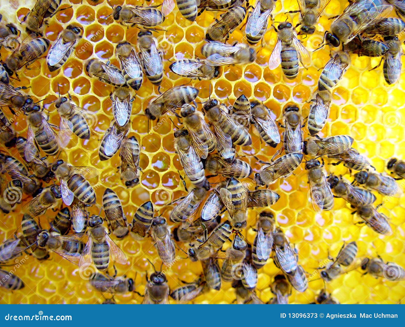Bees on honeycomb stock image. Image of honeycombed, fauna - 13096373