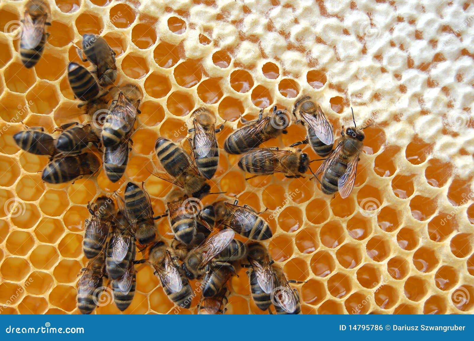 Bees on honeycomb stock photo. Image of beeswax, bees - 14795786