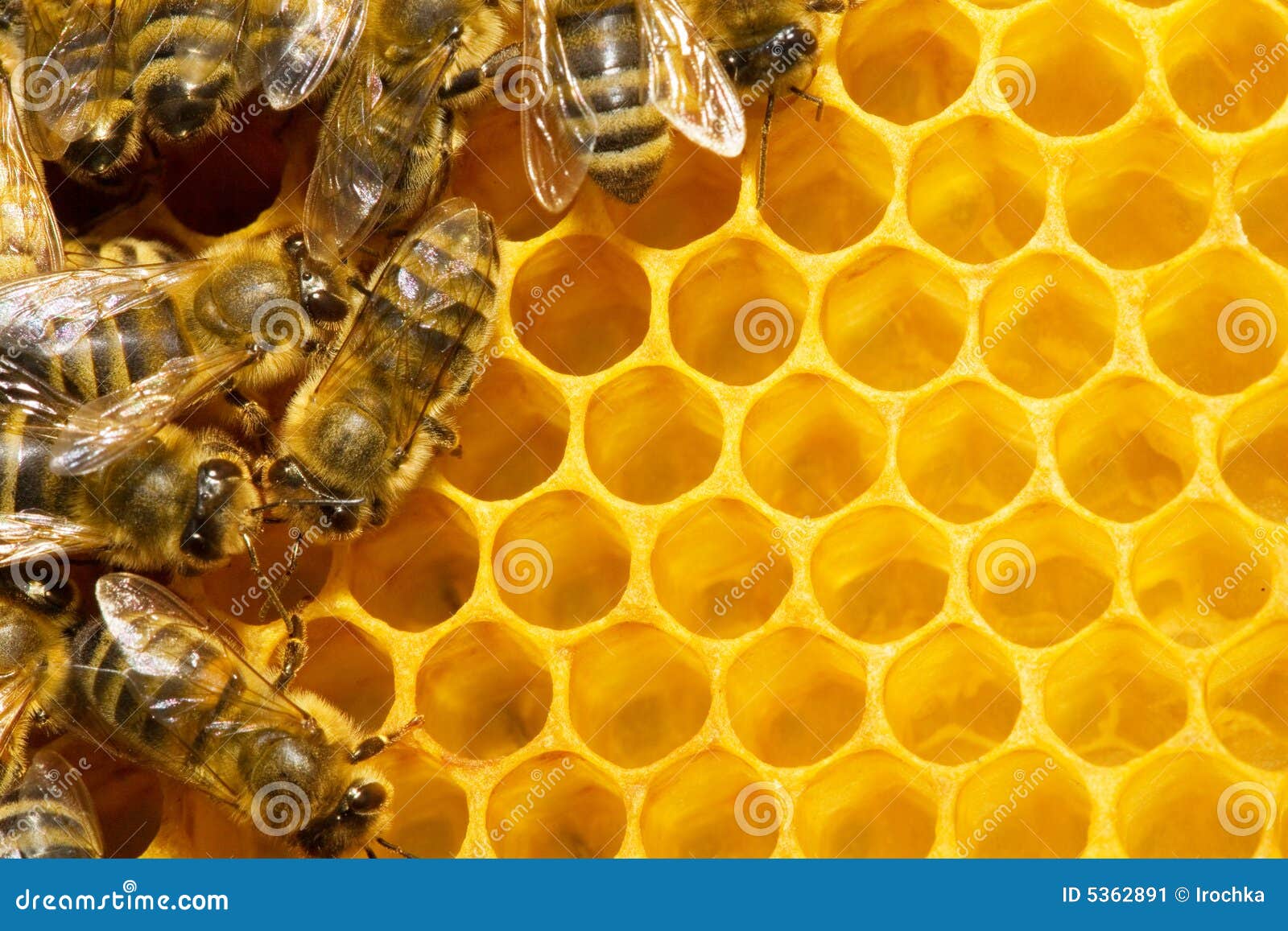 Bees on honeycomb stock image. Image of feverish, close - 5362891