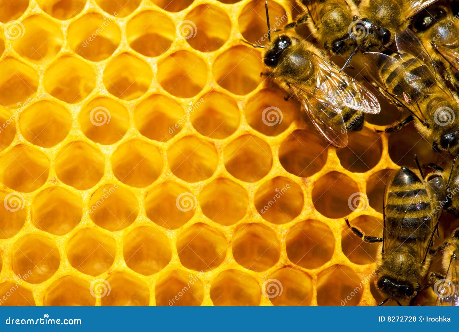 Bees on honeycomb stock photo. Image of busily, honeycombed - 8272728